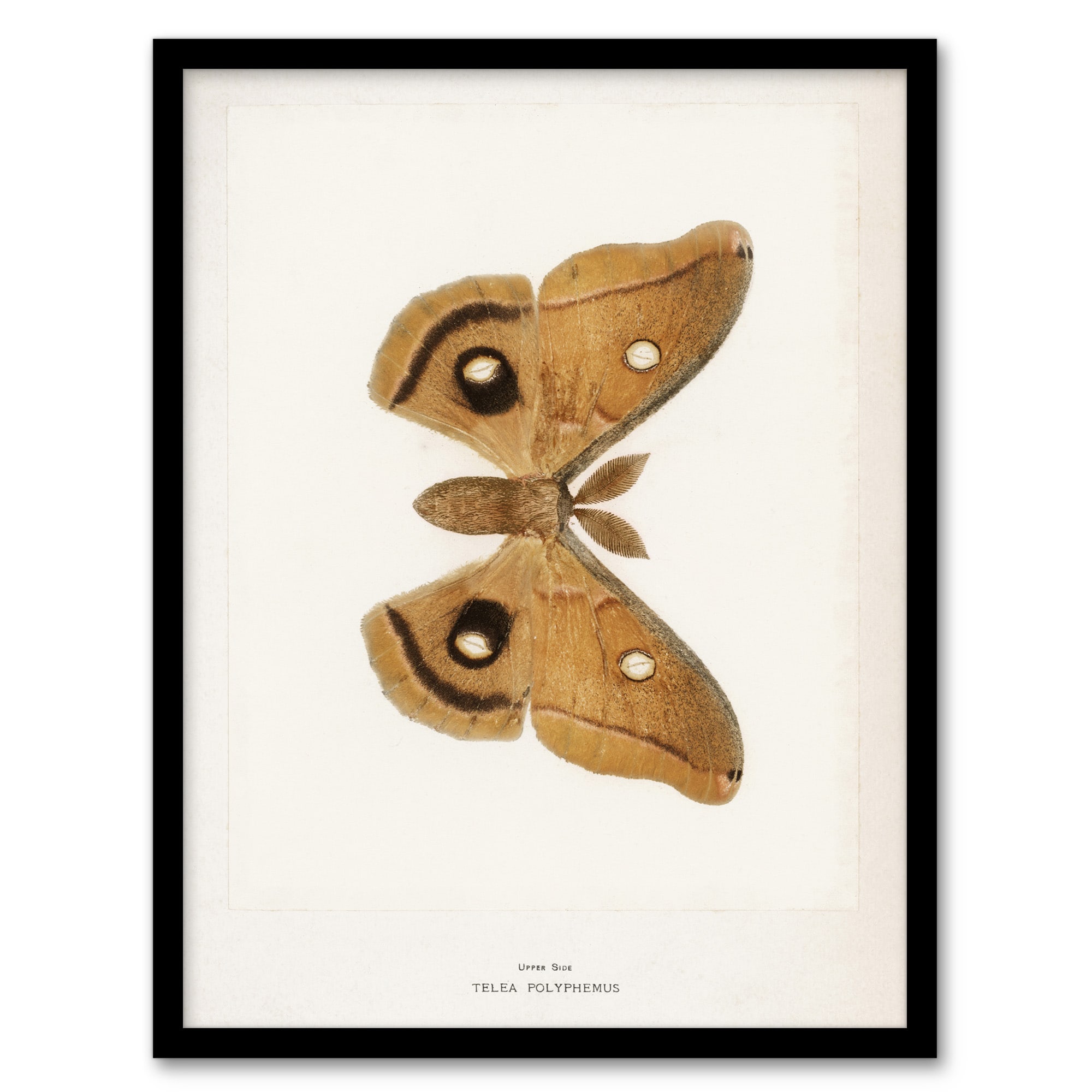 Polyphemus Moth Vintage Illustration Denton Framed Wall Art Print 12X16 ...