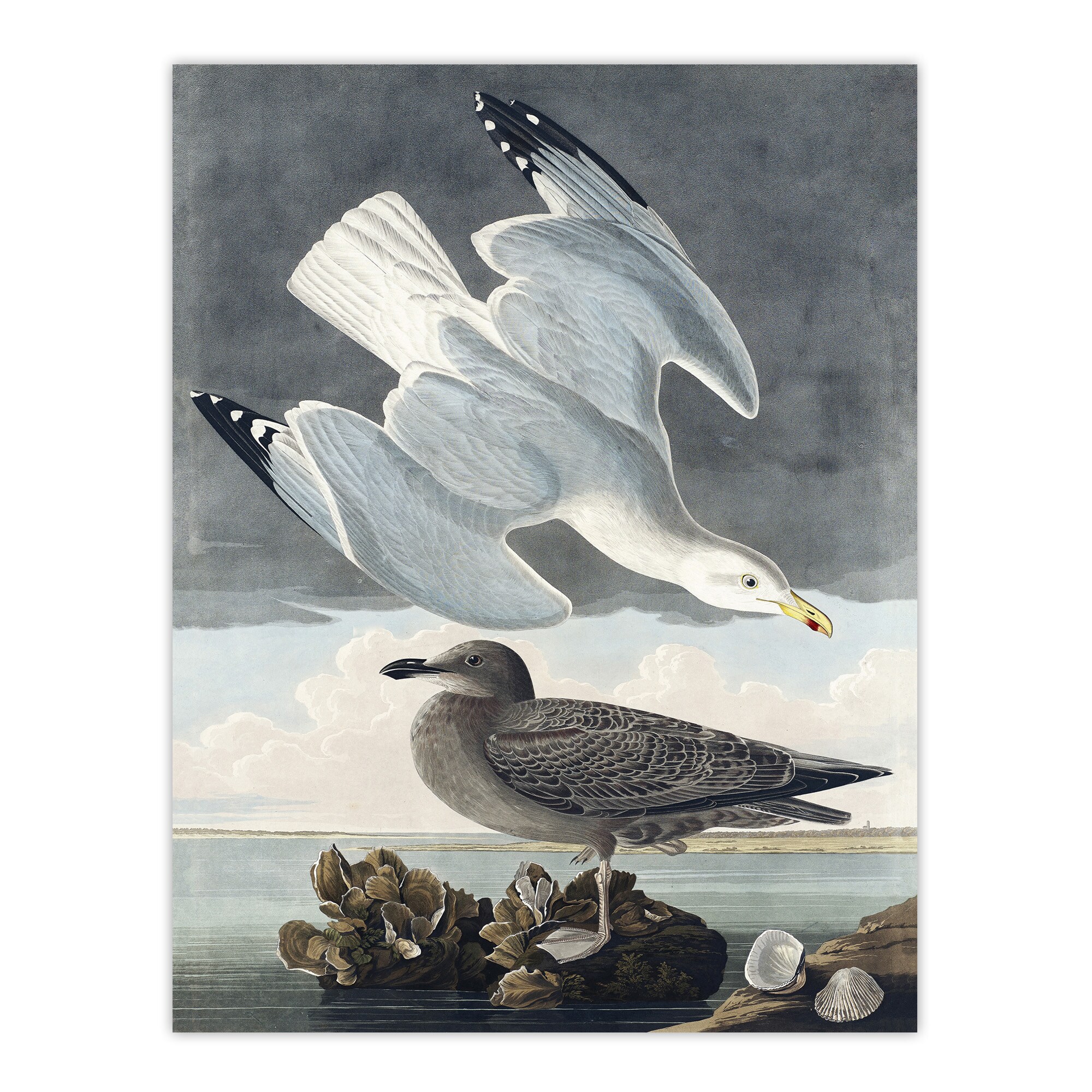 Birds of America Herring Gull Audubon Nature Wall Art Poster Print ...