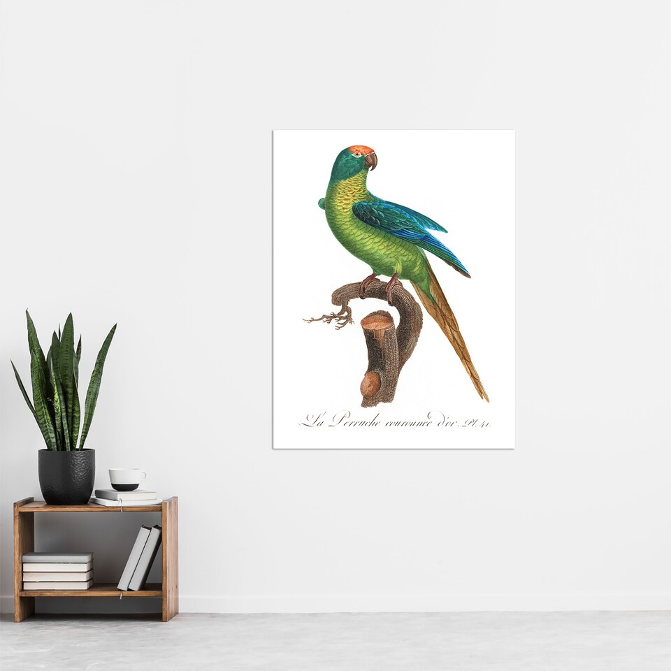 The Peach Fronted Parakeet Levaillant Huge Wall Art Poster Print 24X32 ...