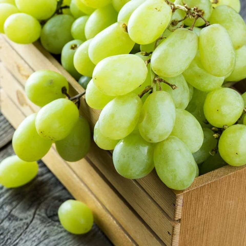 Carbeth Plants White Grape Vine - Vitis Grape Plant Theresa - High ...