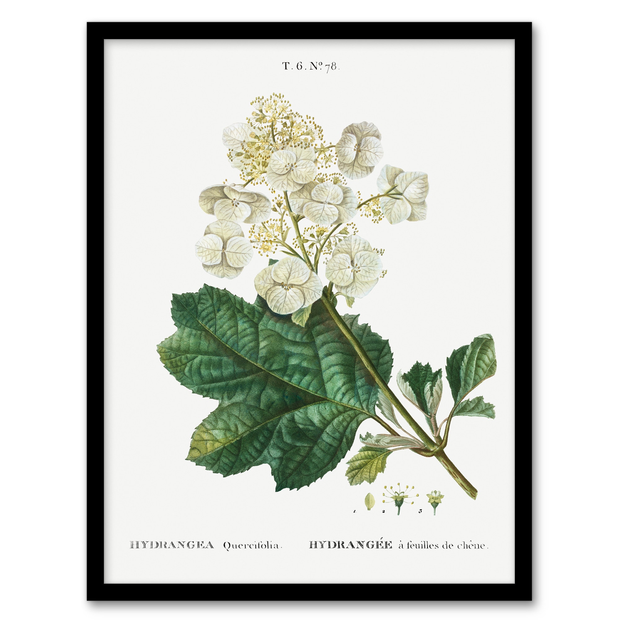 Pierre Joseph Redoute Framed Wall Art Print Oakleaf Hydrangea Flowers ...