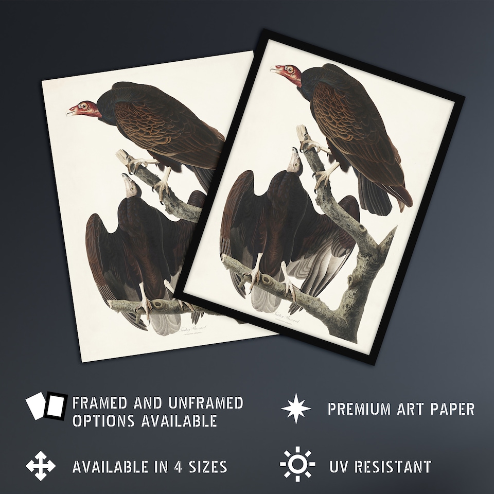 Turkey Buzzard Vulture Audubon Nature Huge Wall Art Print 18X24 In ...