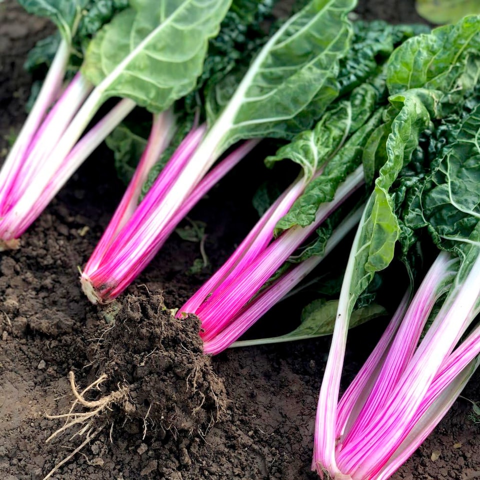 Swiss Chard Peppermint 1 Seed Packet - Tesco Groceries