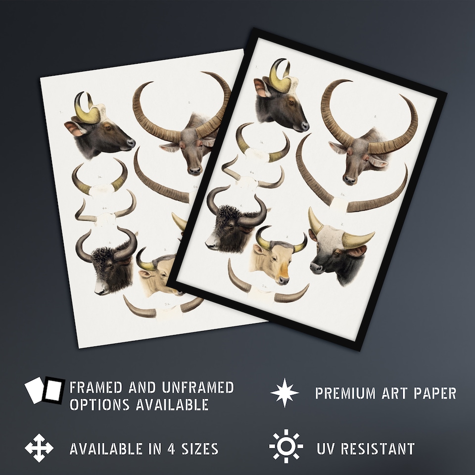 Bovine Animal Horns Vintage Illustration Lydekker Huge Wall Art Poster ...