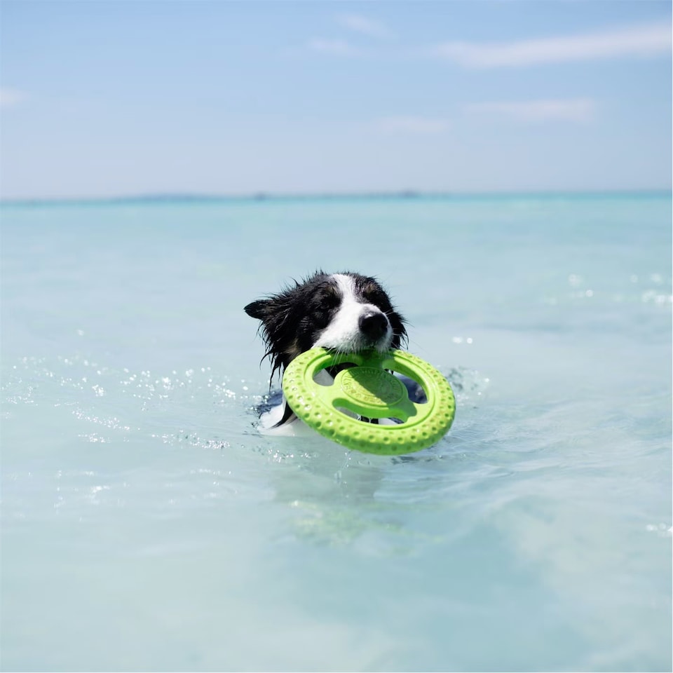 Kiwi Walker Bouncy Floating Frisbee Dog Toy | Green | Green - Tesco ...