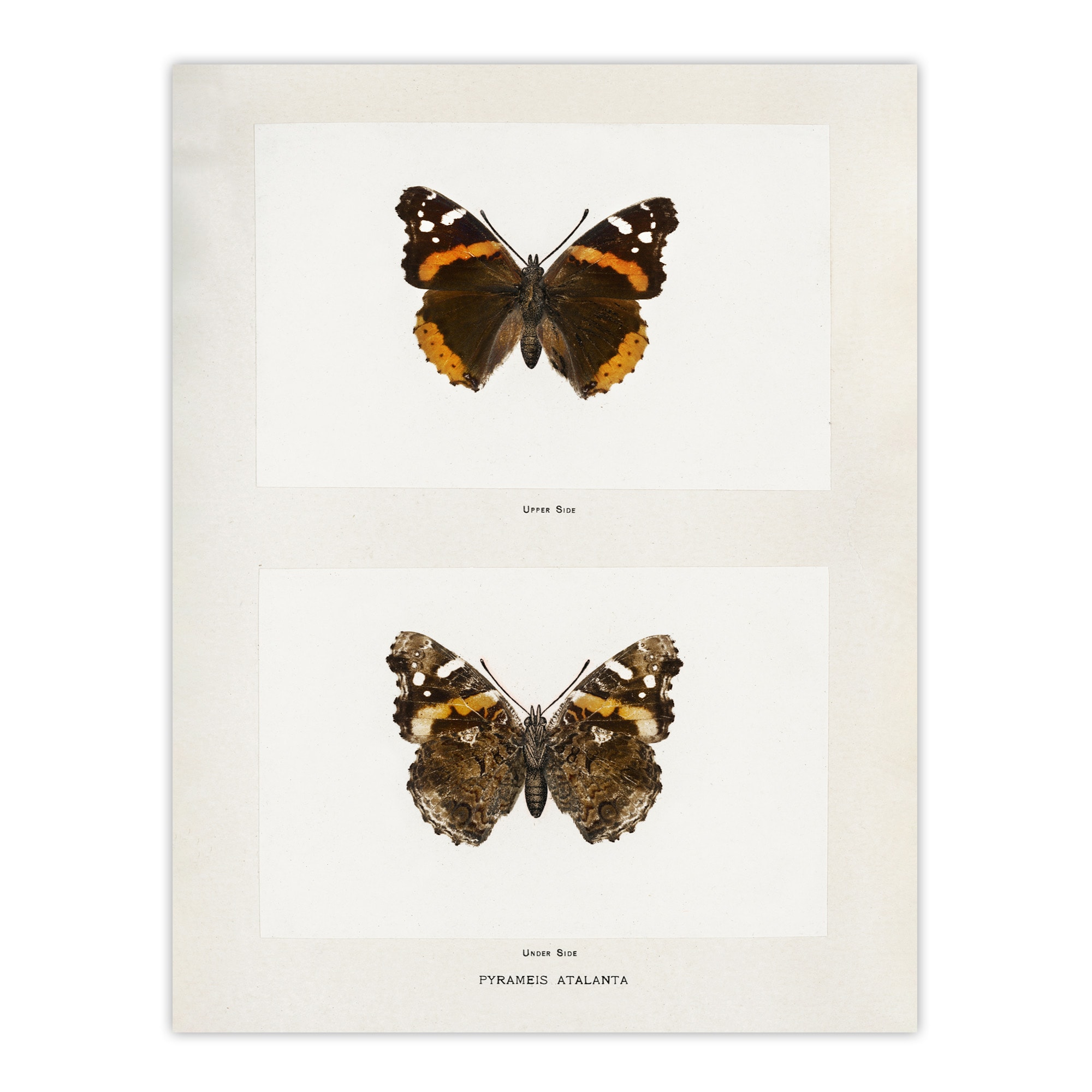 Red Admiral Butterfly Vintage Illustration Denton Wall Art Poster Print ...
