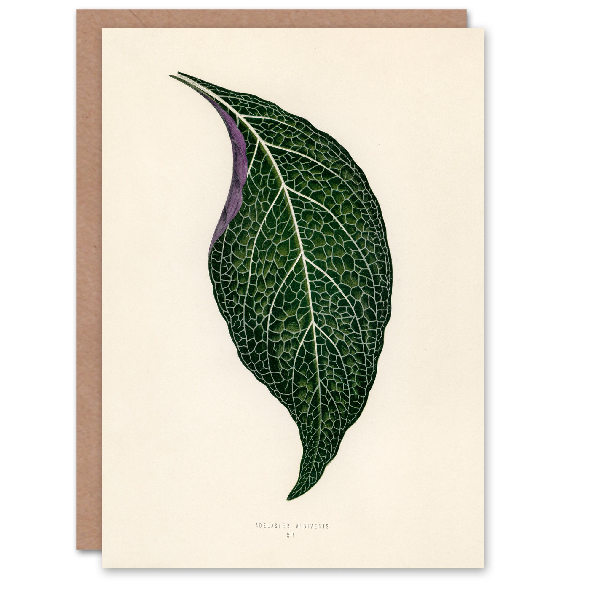 Fawcett Art Card Vintage Botanical Adelaster Albivenis Leaf - Tesco ...