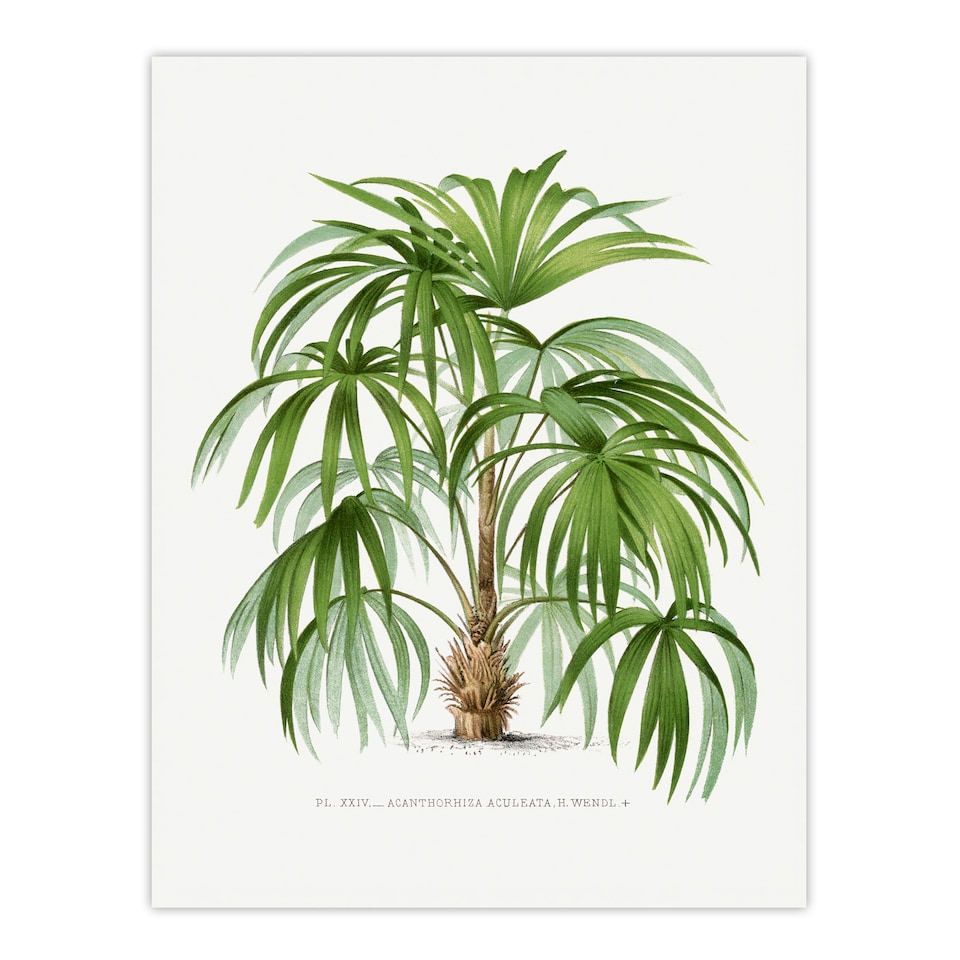 Oswald de Kerchove Framed Wall Art Acathophiza Aculeata Palm Tree Home ...