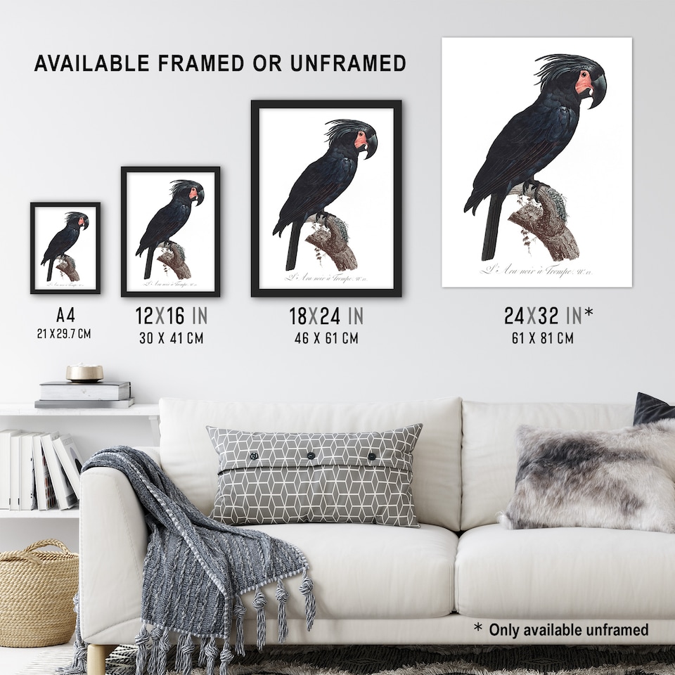 Black Palm Cockatoo Parrot Levaillant Framed Wall Art Print 12X16 ...