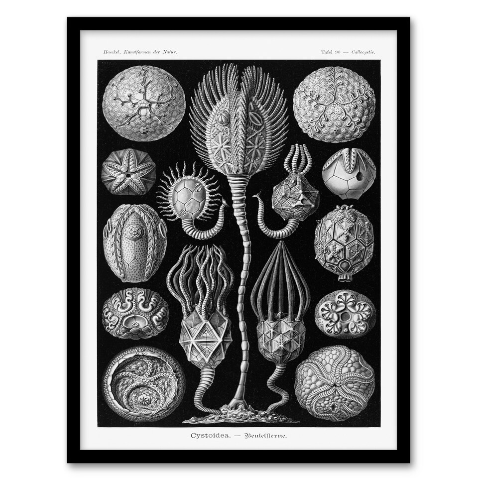 Ernst Haeckel Framed Wall Art Print Cystoidea Pouch Stars Marine Life ...