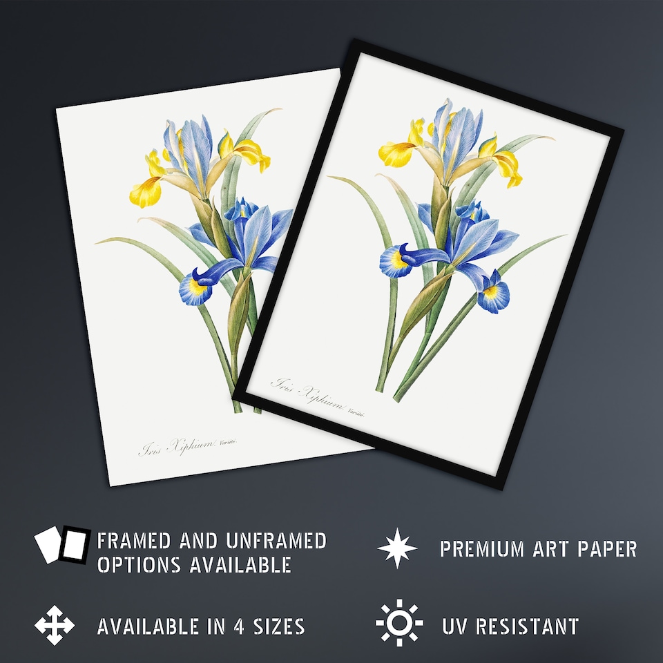 Spanish iris Botanical Redoute Vintage Wall Art Poster Print 12X16 ...