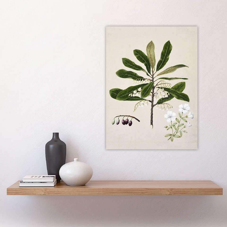 New Zealand Rauhuia and Hinau Flowers Featon Huge Wall Art Print 18X24 ...