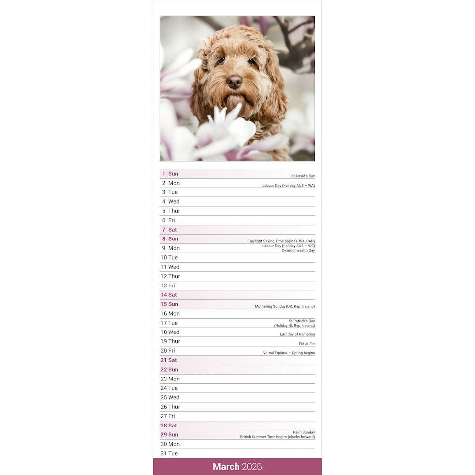 Cockapoo Slim 2026 Calendar | Slimline Wall Calendar | Dog Breed Gift ...