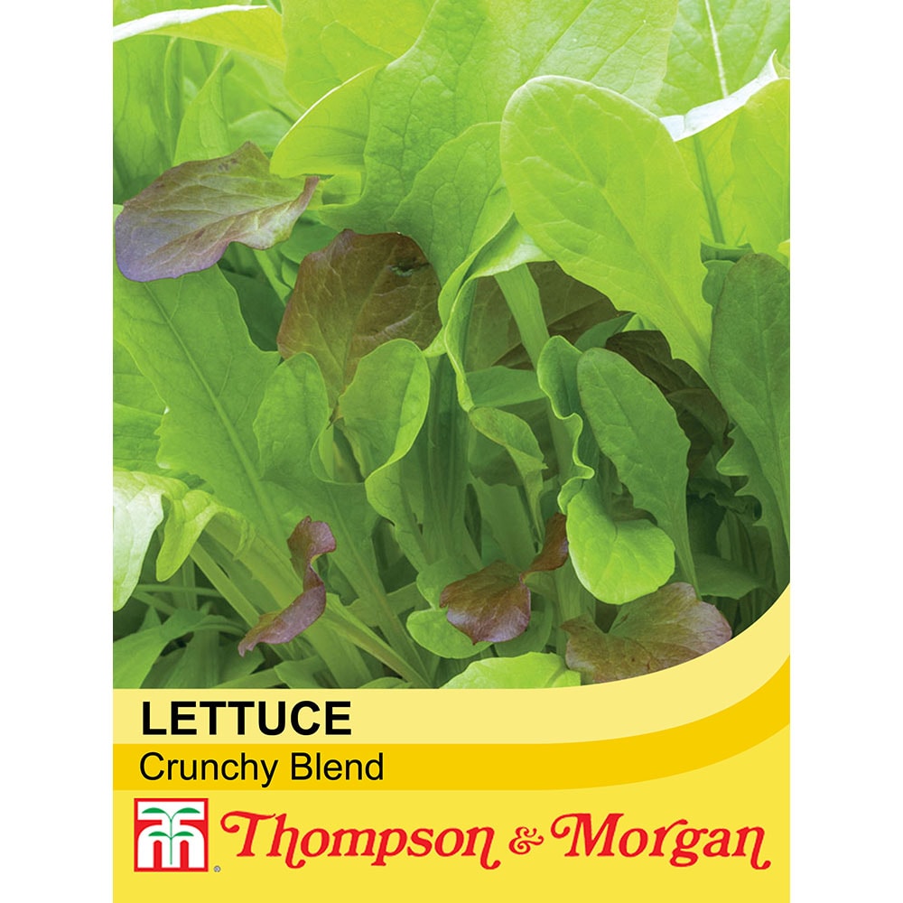 Salad Leaves - Crispy Lettuce Blend 1 Seed Packet (500 Seeds) - Tesco ...