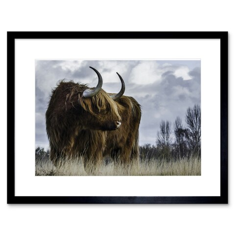 Hairy Cow Scottish Highland Coo Animal Photograph 9x7" Black Framed ...