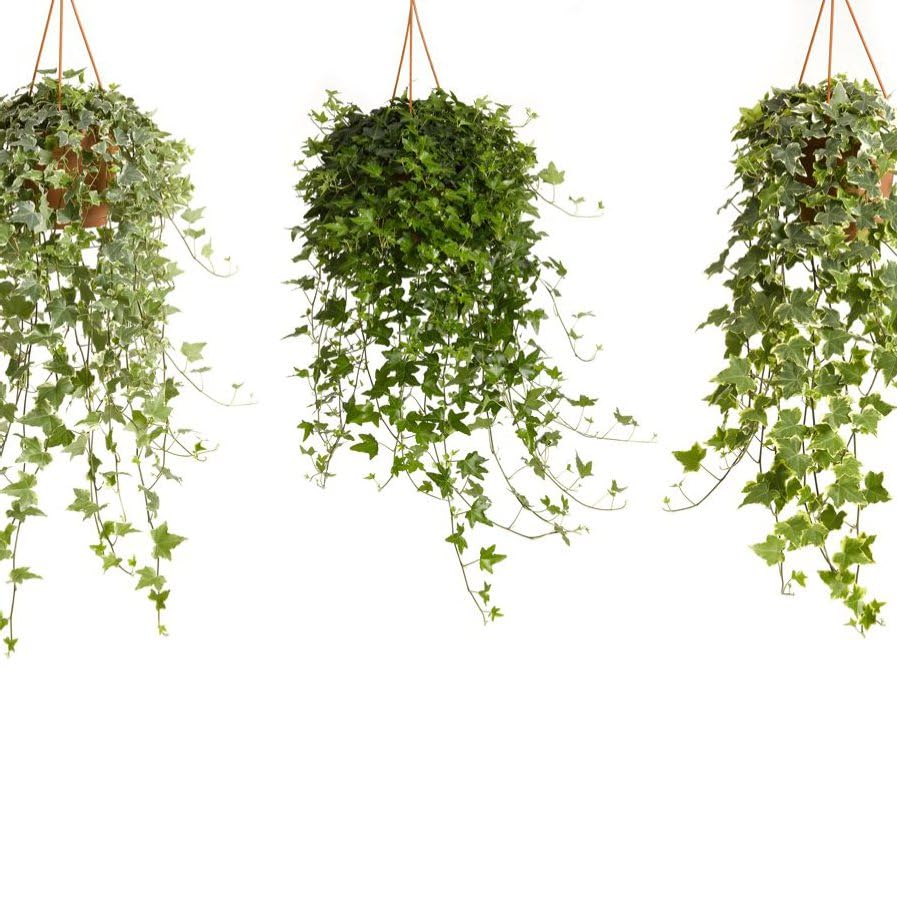 Houseplant Hedera Helix Mix 19cm Potted Plant x 1 - Tesco Groceries
