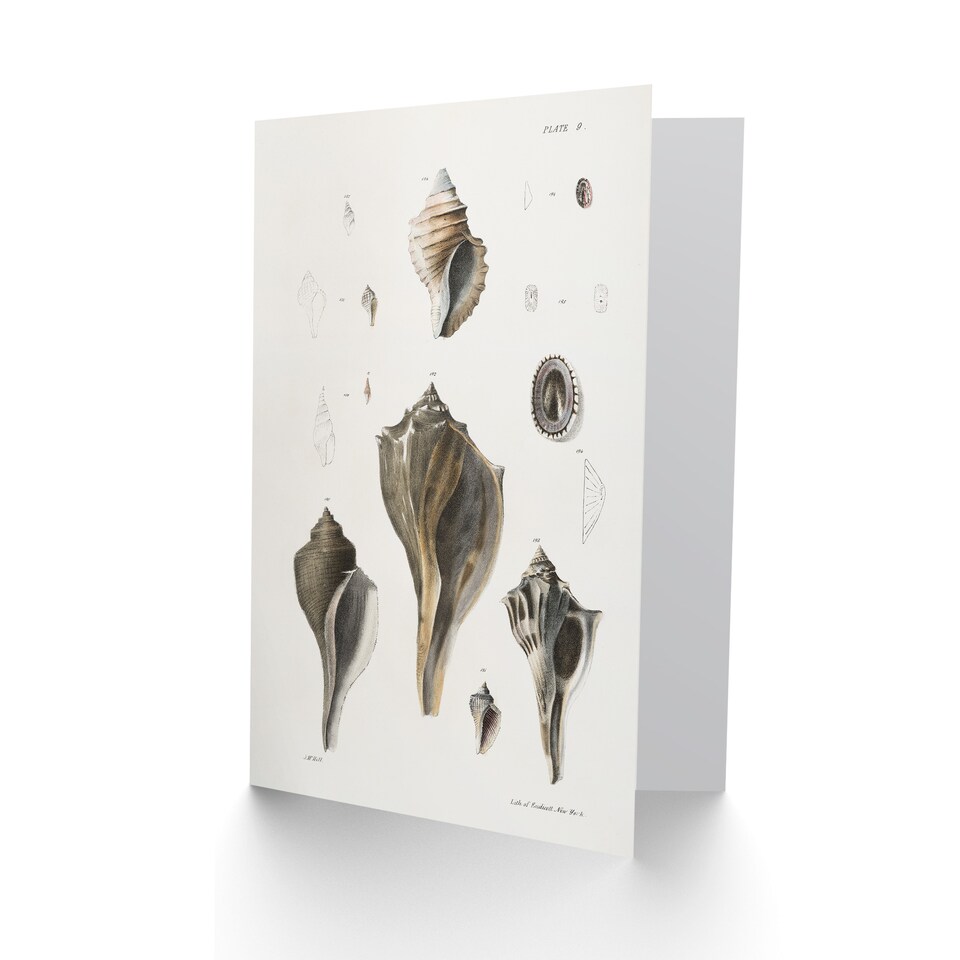 James De Kay Types of Seashells Pencil Drawing Art Greeting Card ...