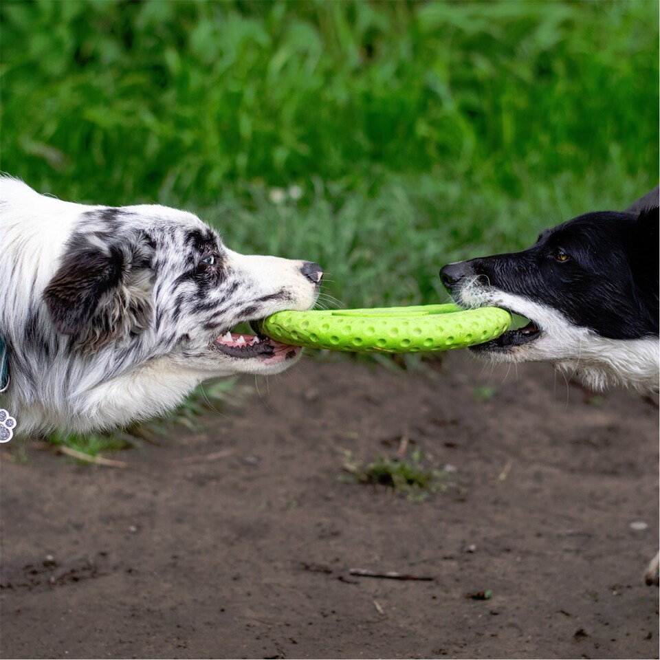 Kiwi Walker Bouncy Floating Frisbee Dog Toy | Green | Green - Tesco ...