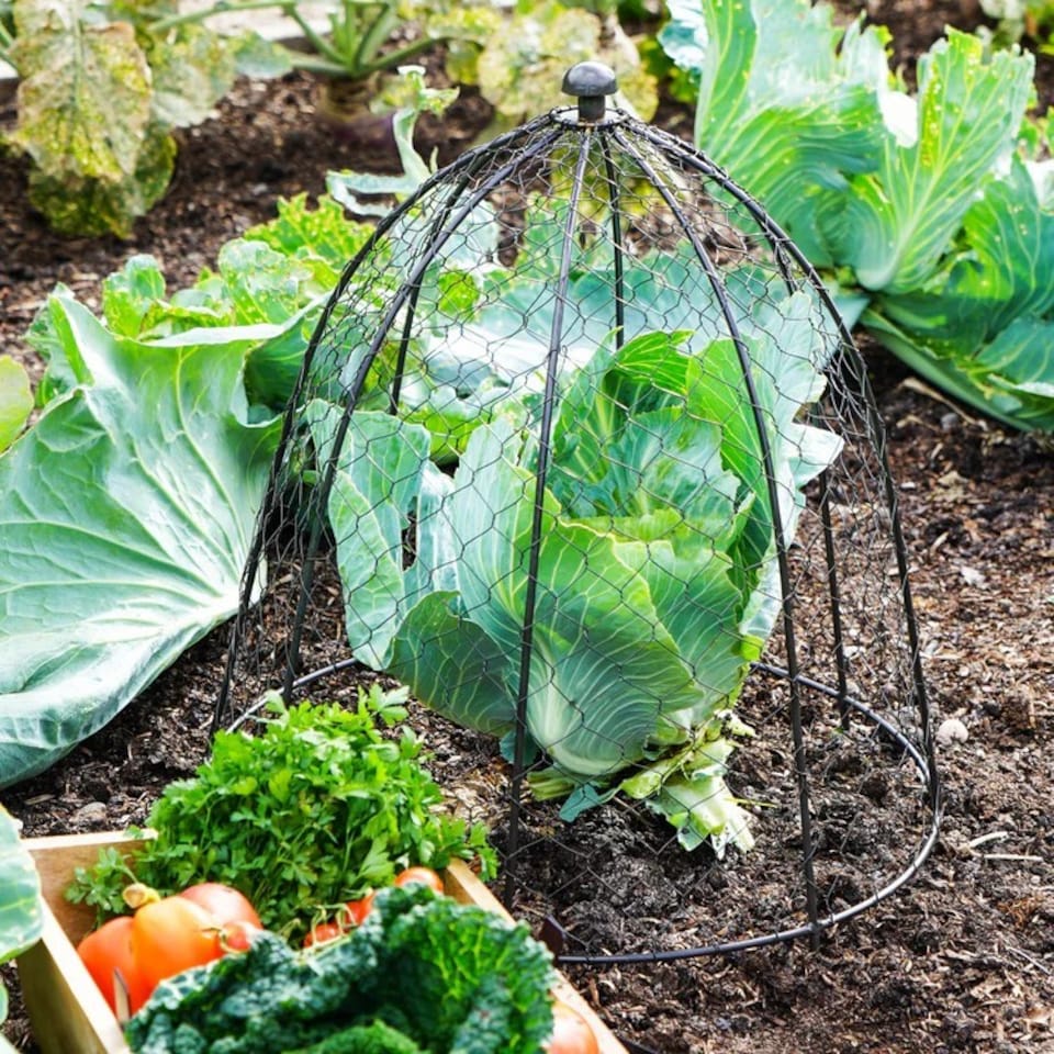 Outdoor Wire Netted Plant Protector - Mild Steel - L36 x W36 x H48 cm ...