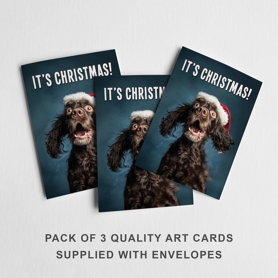 Cocker Spaniel Christmas Card Santa Hat Funny 3 Pack Greeting Cards ...