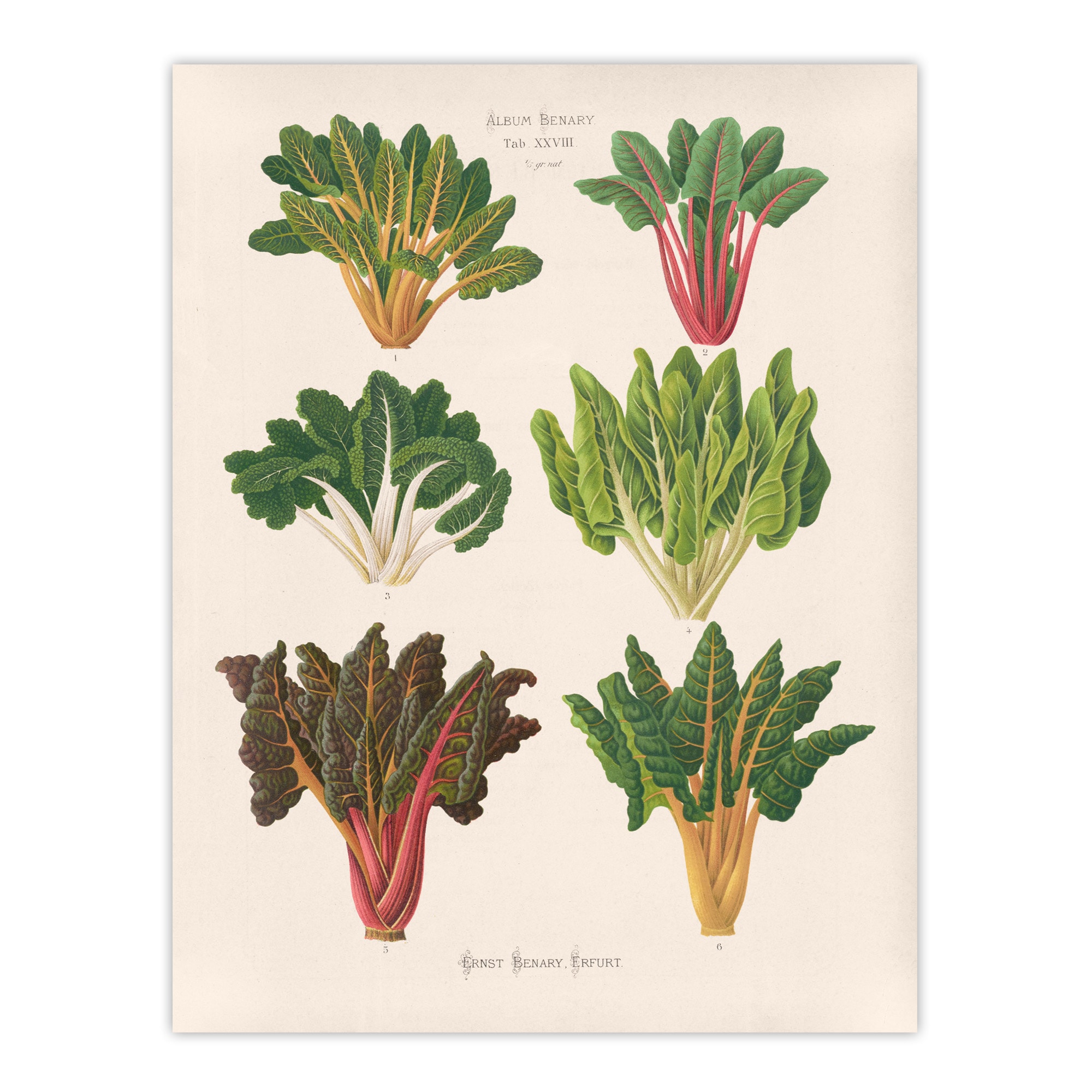 Beet or Swiss Chard Vegetables Ernst Benary Huge Wall Art Poster Print ...