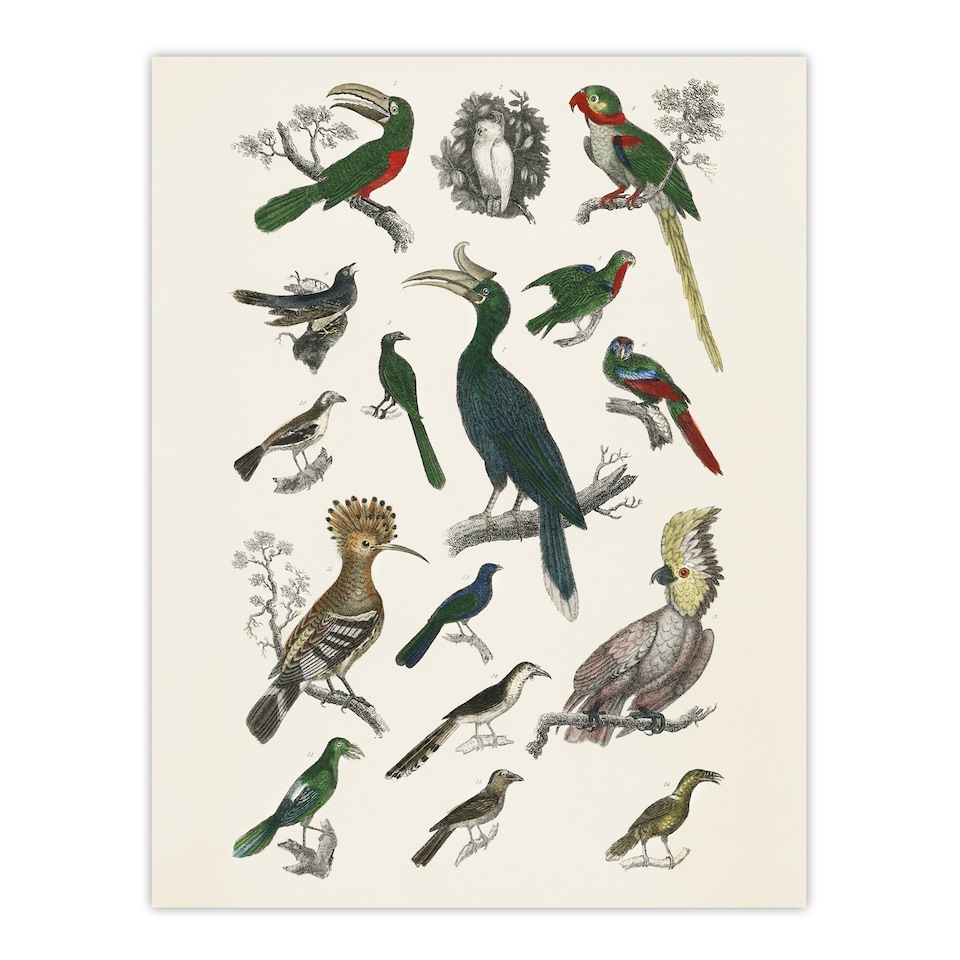 Various Birds Illustration Goldsmith Vintage Huge Wall Art Print 18X24 ...