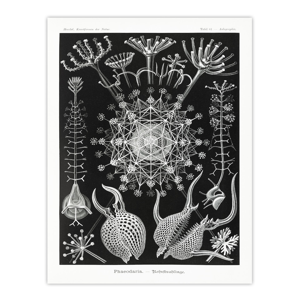 Ernst Haeckel Framed Wall Art Phaeodaria Marine Life Illustration Home ...