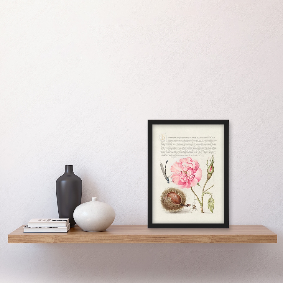 Model Book of Calligraphy Framed Wall Art Damselfly Rose Chestnut ...